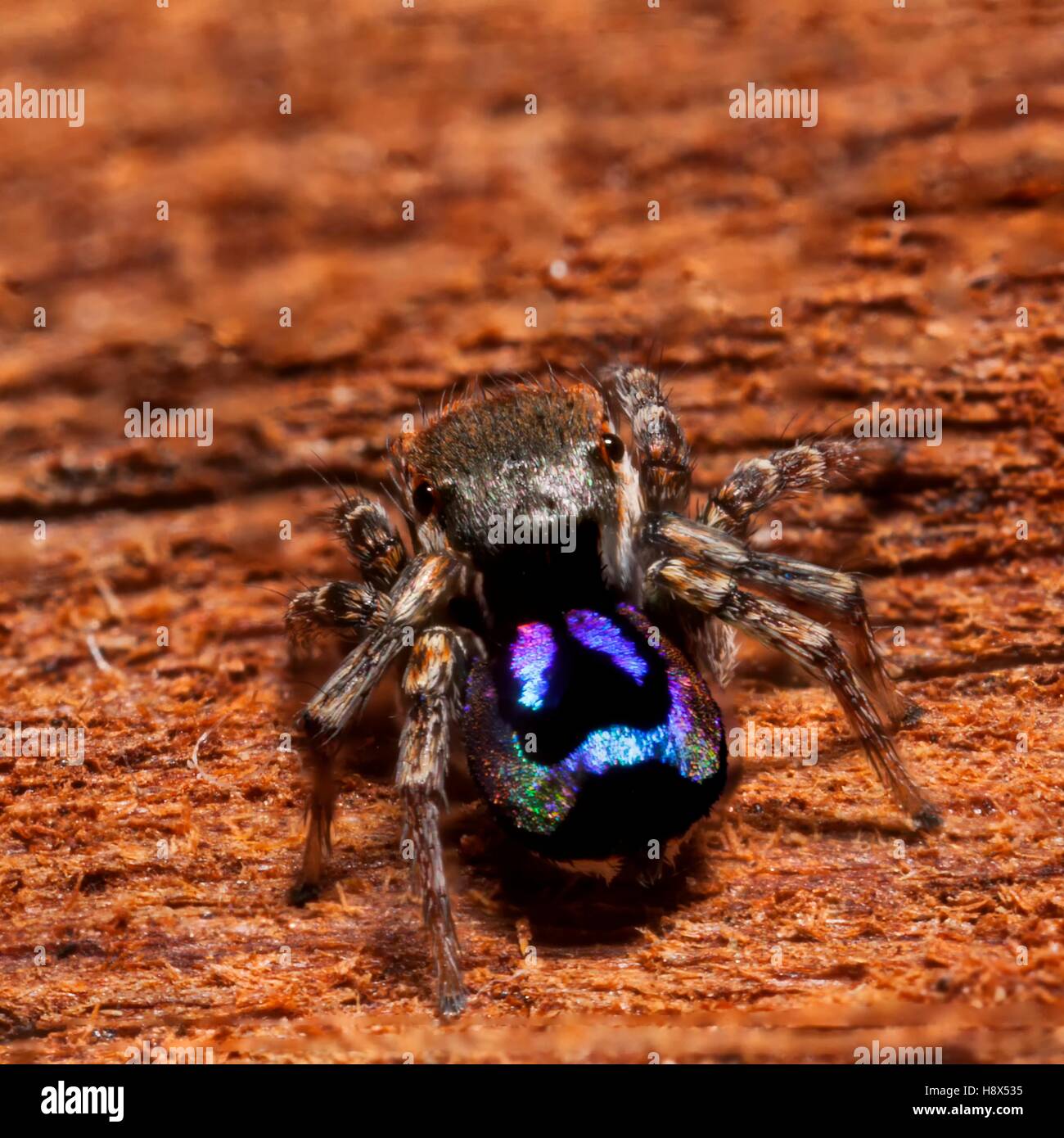 Male Peacok jumping spider (Maratus robinsoni) from Newcastle area NSW ...