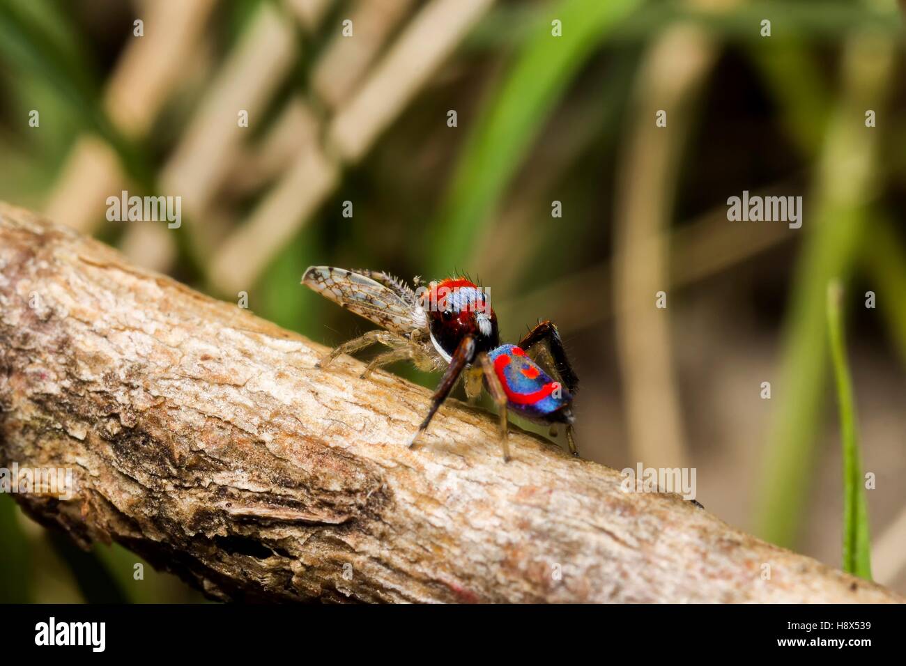 A male peacock spider (Maratus splendens) from Barrington Tops NP NSW ...
