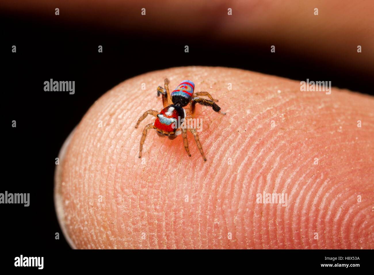 Male peacock spider hi-res stock photography and images - Alamy