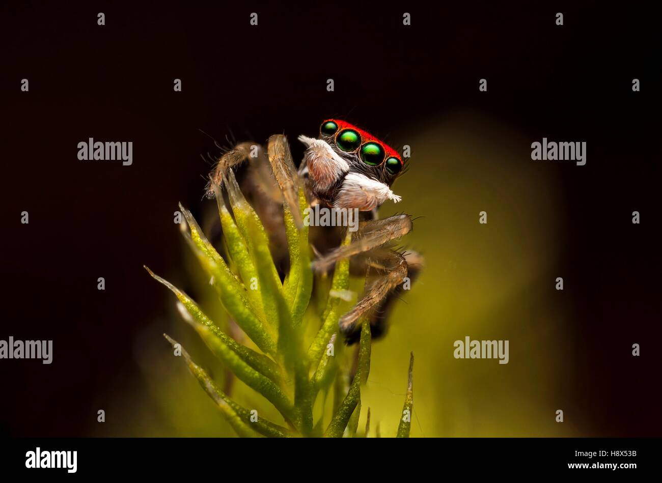 A male peacock spider (Maratus splendens) from Barrington Tops NP NSW ...