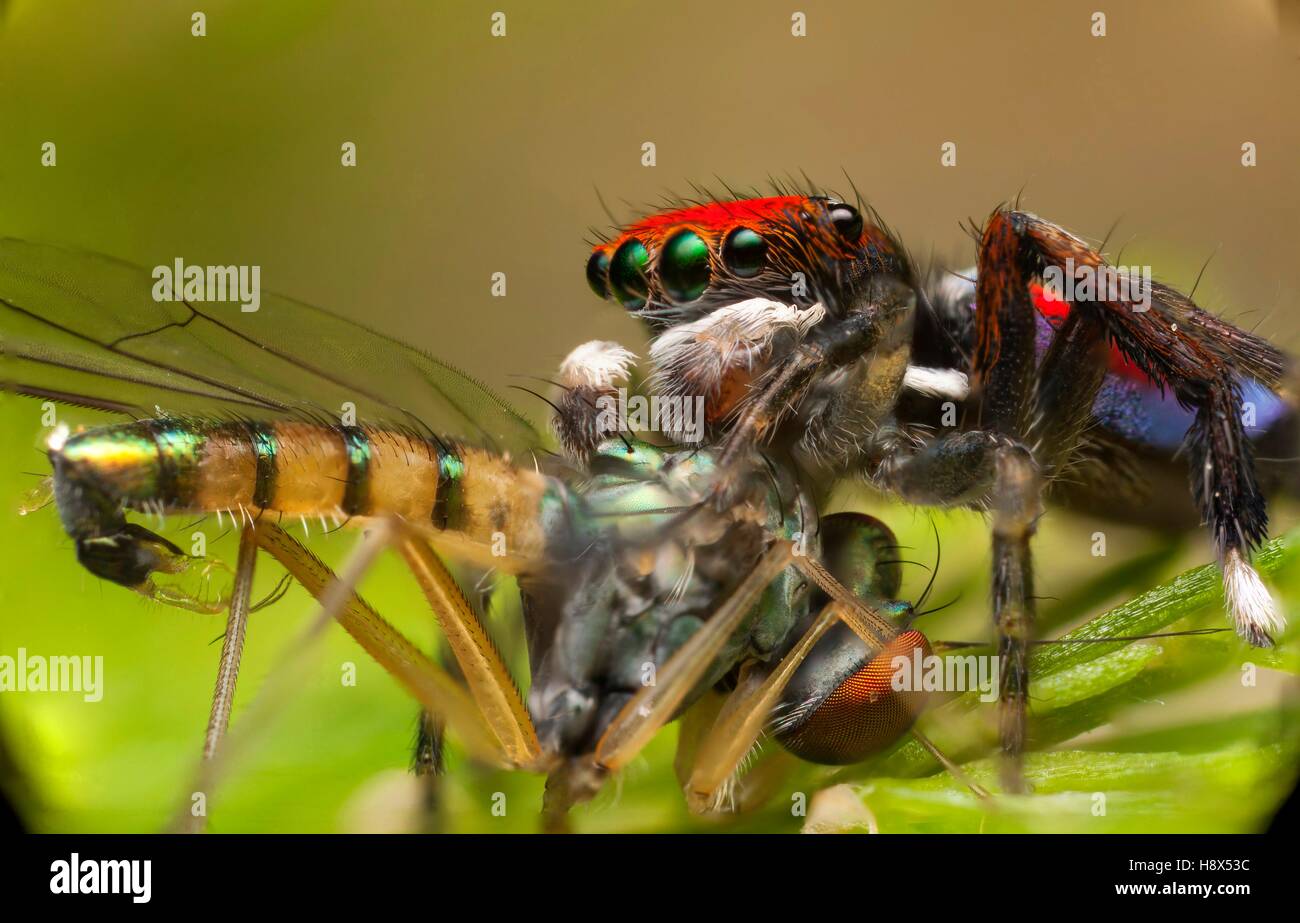A male peacock spider (Maratus splendens) feeding, Australia Stock ...