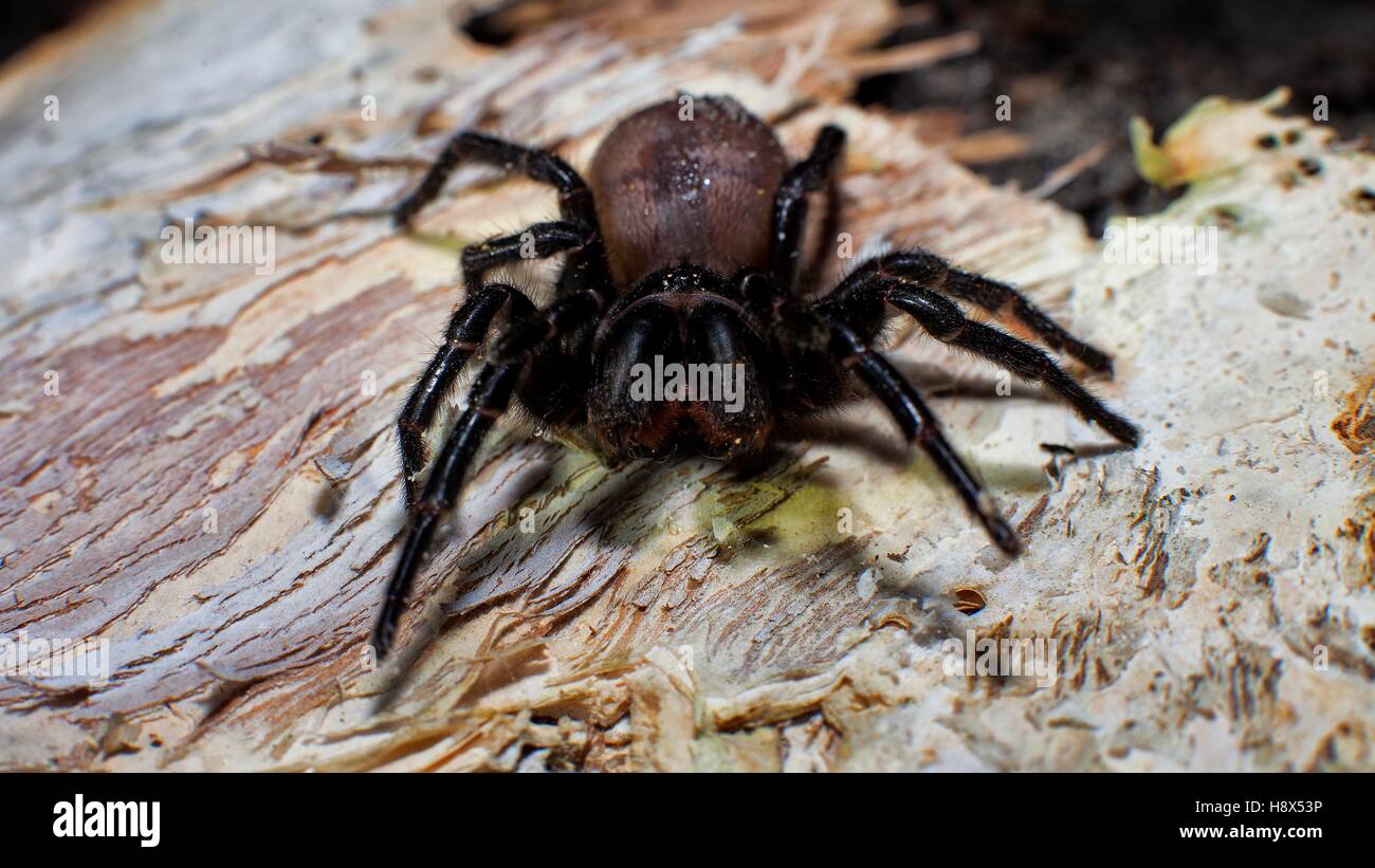 A Sydney Funnel Web spider Atrax robustus. One of the deadliest spiders ...