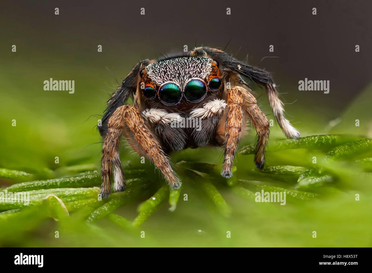 A male peacock jumping spider (Maratus anomalus), Australia Stock Photo ...