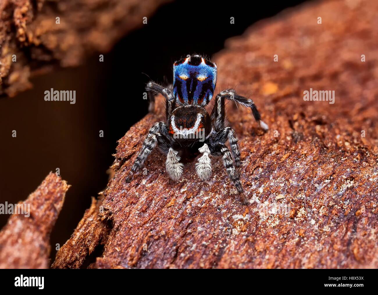 male Peacock spider (Maratus harrisi), Australia Stock Photo - Alamy