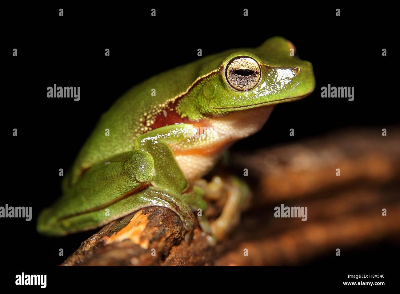 Leaf green tree frog (Litoria phyllochroa), Australia Stock Photo - Alamy