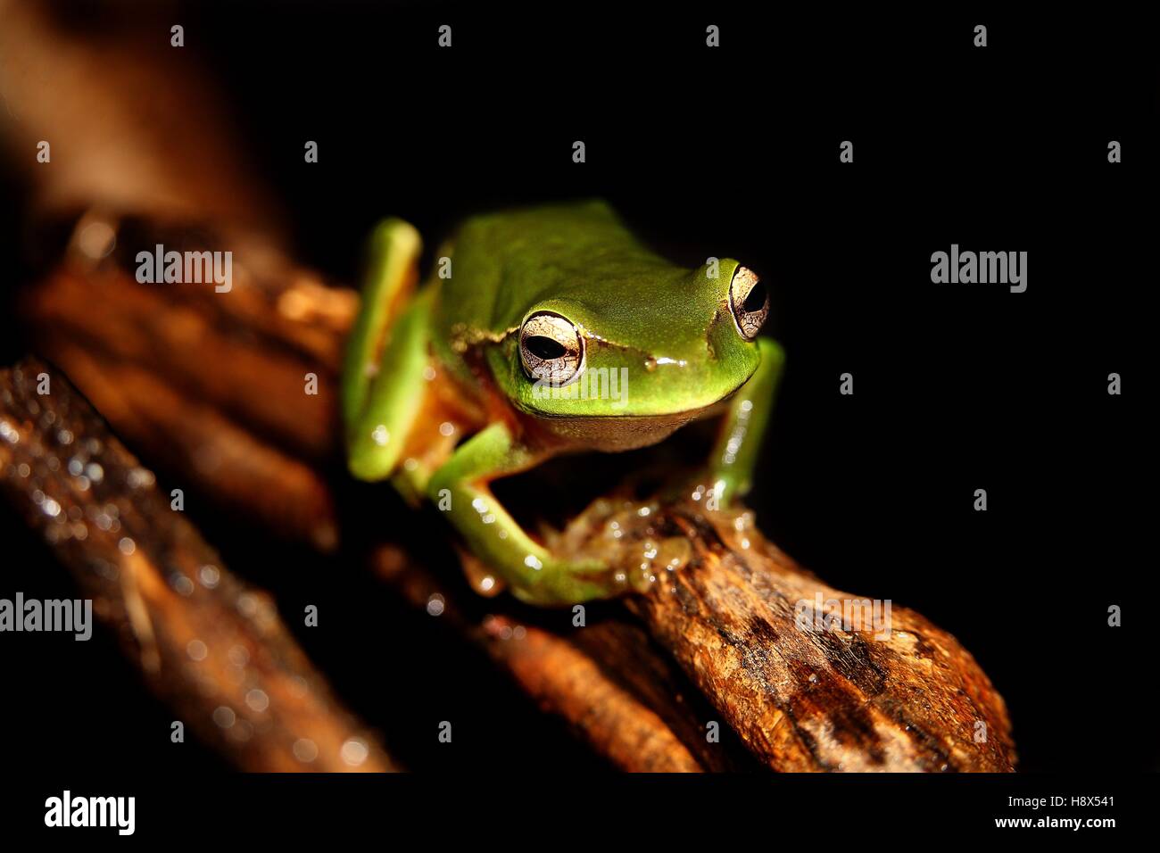 Leaf green tree frog (Litoria phyllochroa), Australia Stock Photo - Alamy