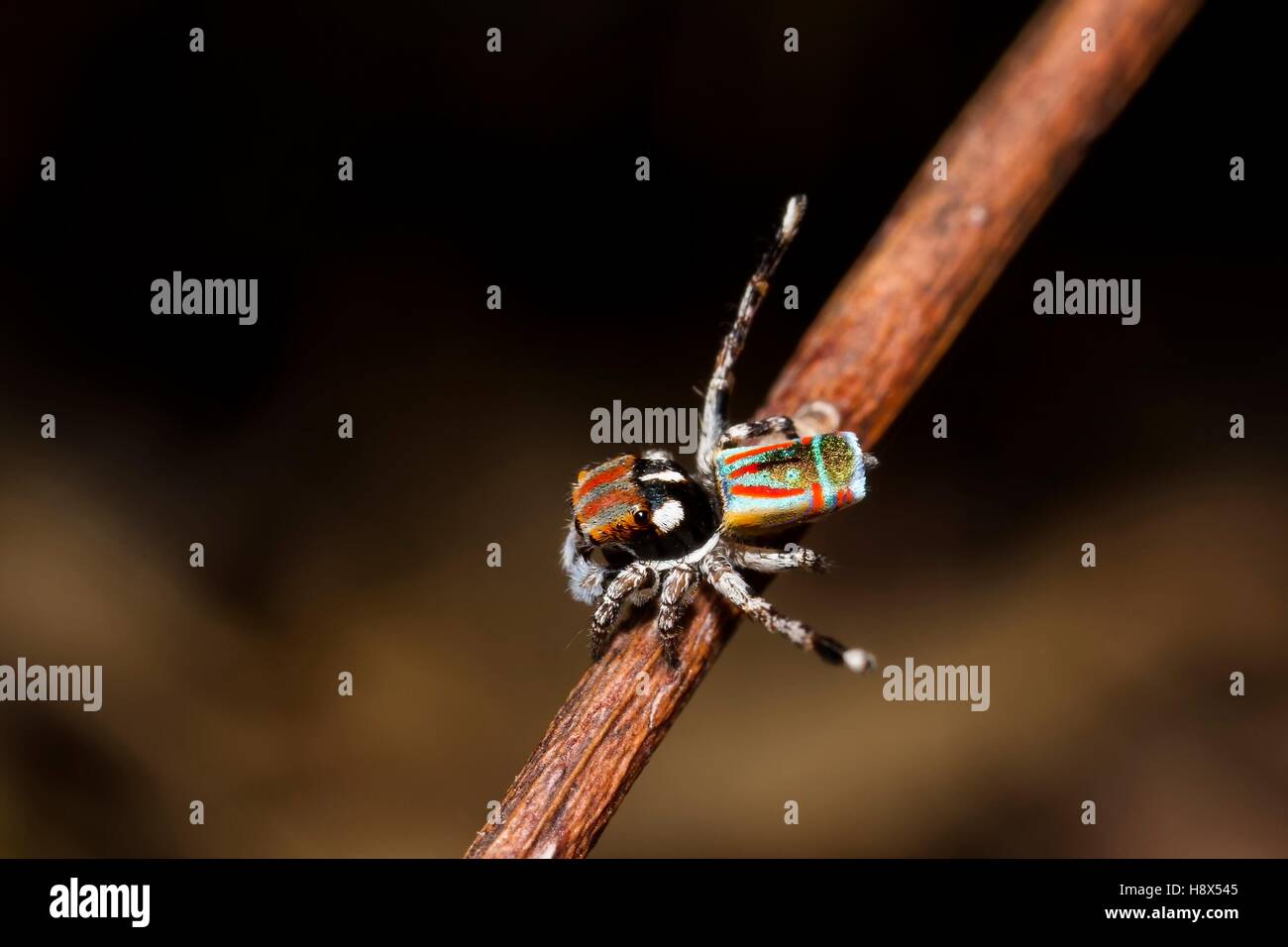 Male Peacock spider (Maratus volans), Australia Stock Photo - Alamy