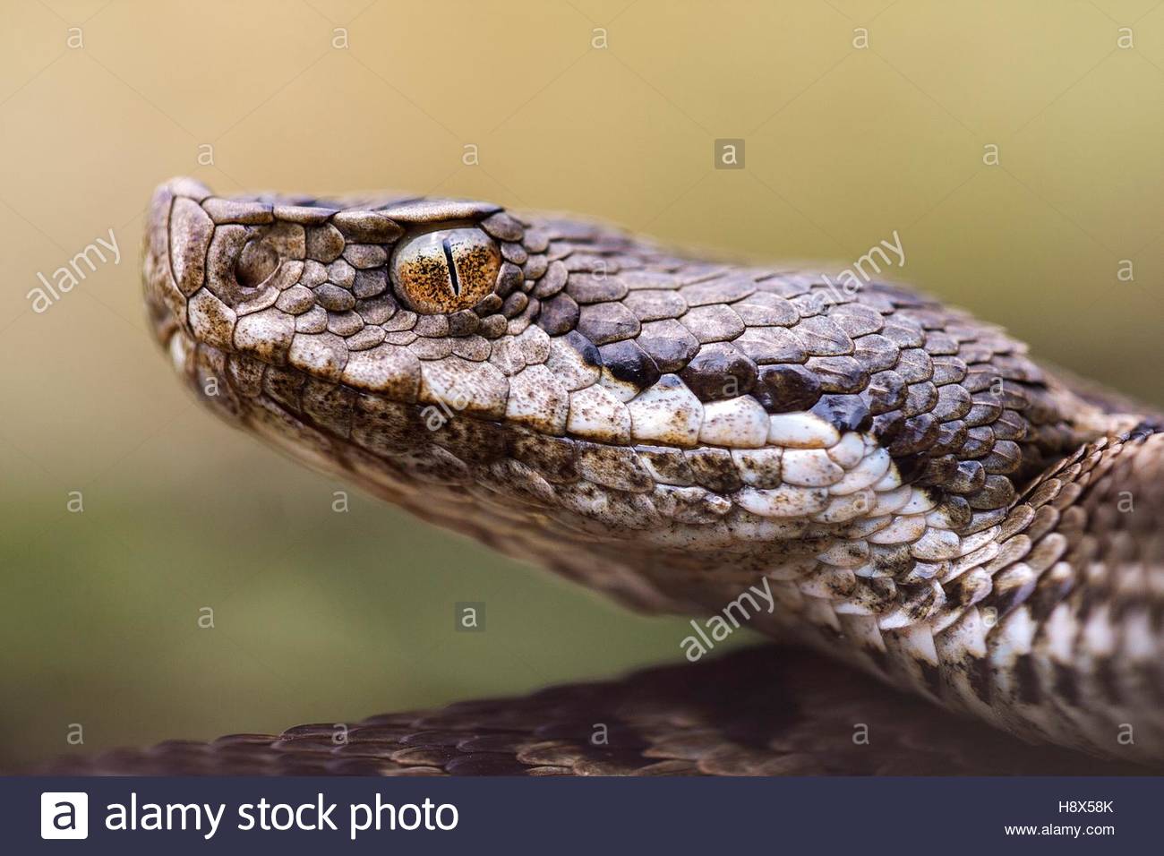 Asp Viper Vipera Aspis Vipera Stock Photos & Asp Viper Vipera Aspis ...