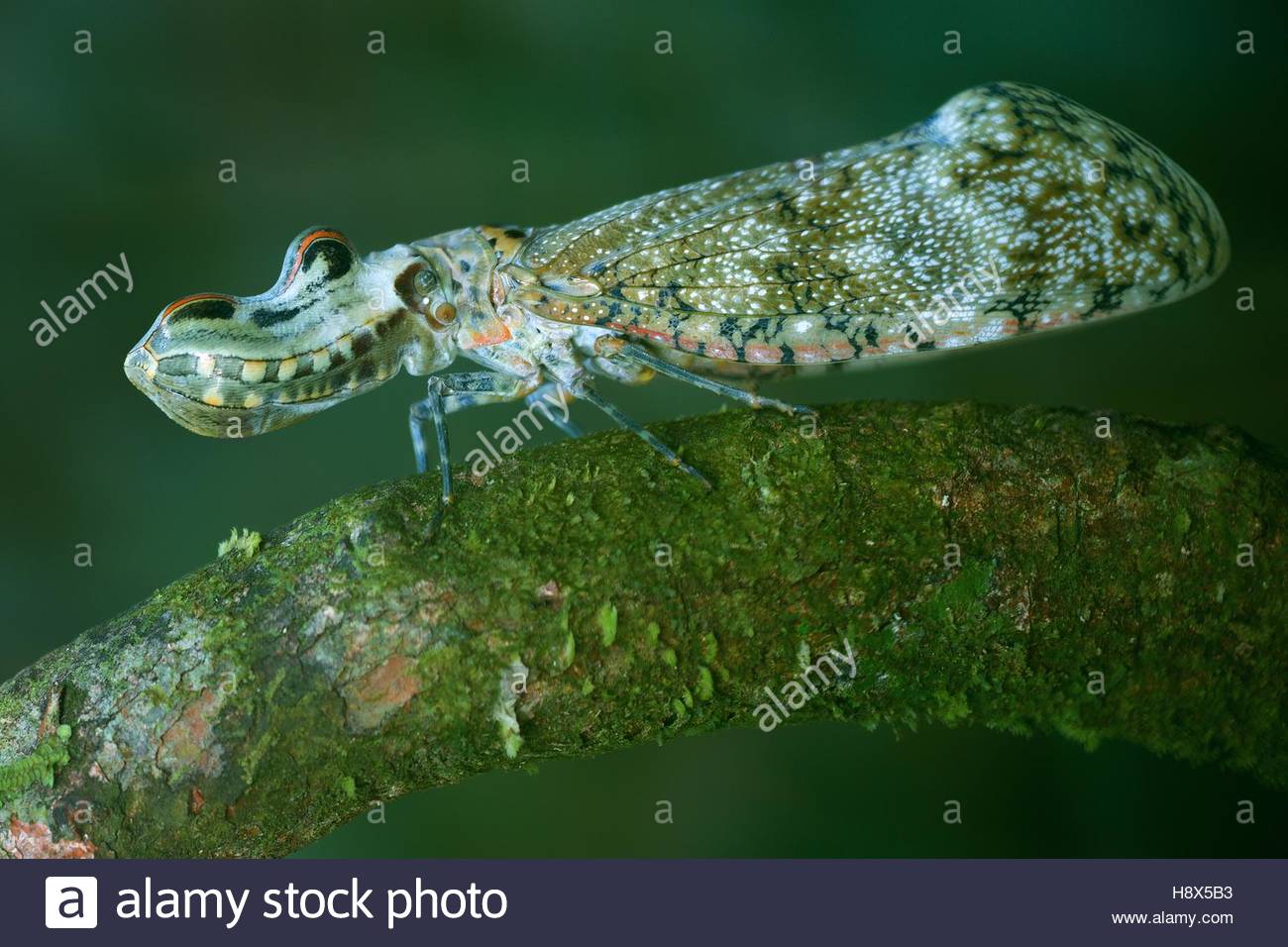 Machaca Stock Photos & Machaca Stock Images - Alamy