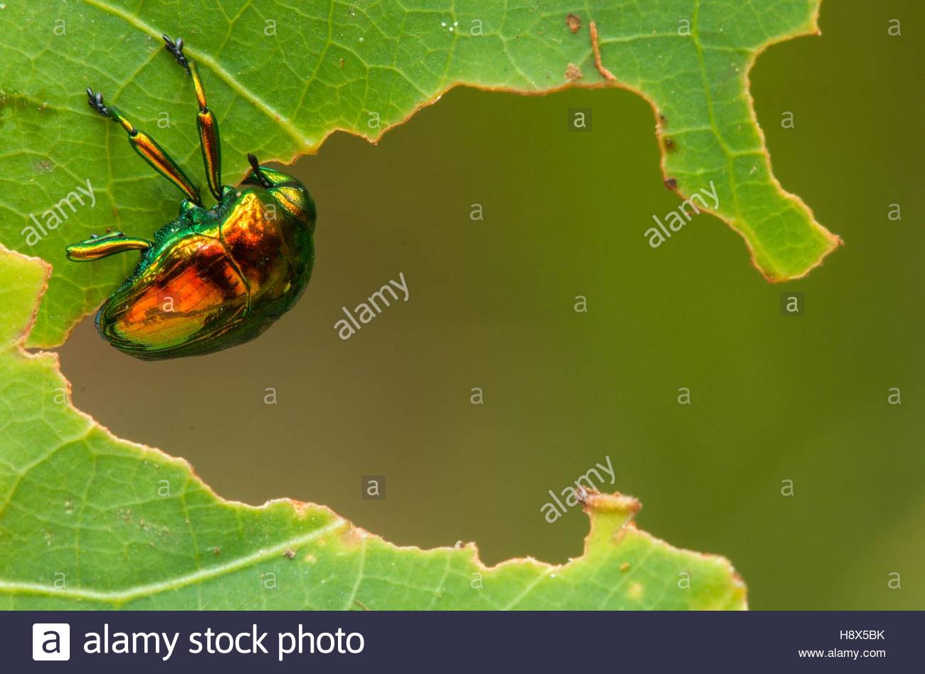 Yasuni National Park Stock Photos & Yasuni National Park Stock Images ...