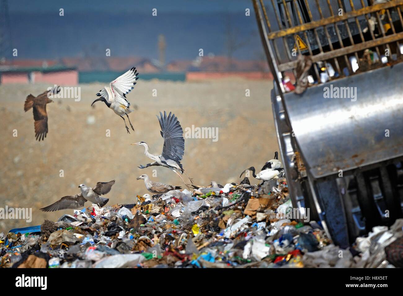 Running for food Fighting for food species that usually never fight for ...