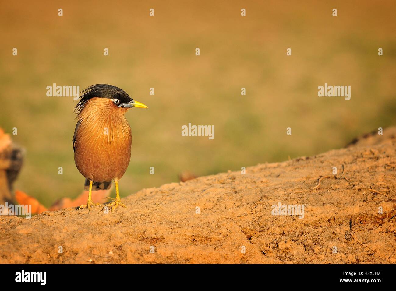 Brahminy Starling (Sturnia pagodarum) on ground, Bharatpur, India Stock ...