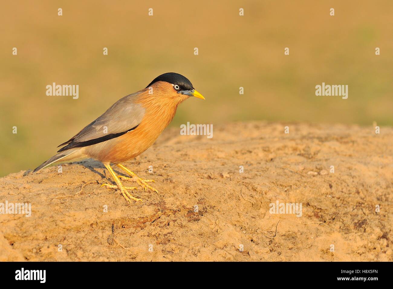 Brahminy Starling (Sturnia pagodarum) on ground, Bharatpur, India Stock ...