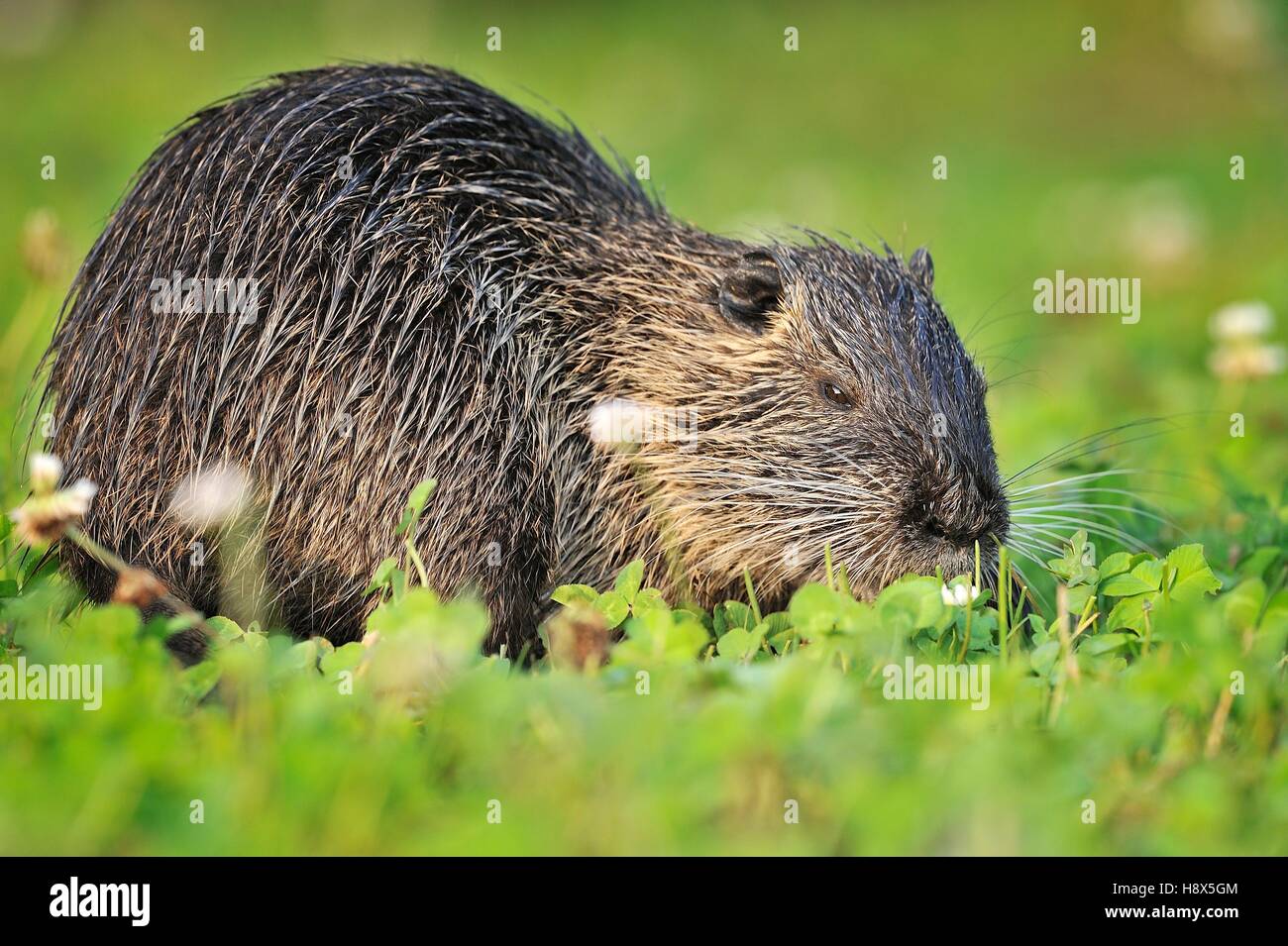 Coypu (Myocastor coypus), Italy Stock Photo - Alamy