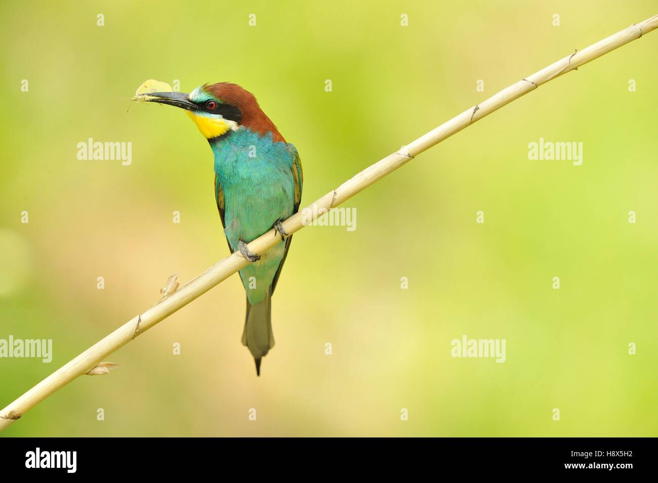 European Bee-eater (Merops apiaster) with prey Stock Photo - Alamy