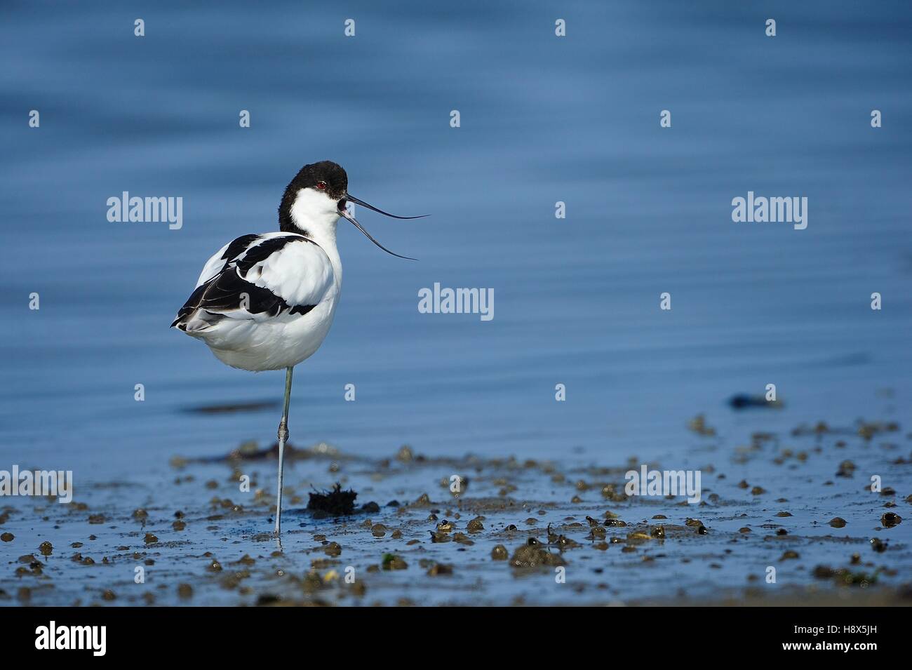 Pied Avocet (Recurvirostra avosetta) at rest, Walvis bay, Namibia Stock ...