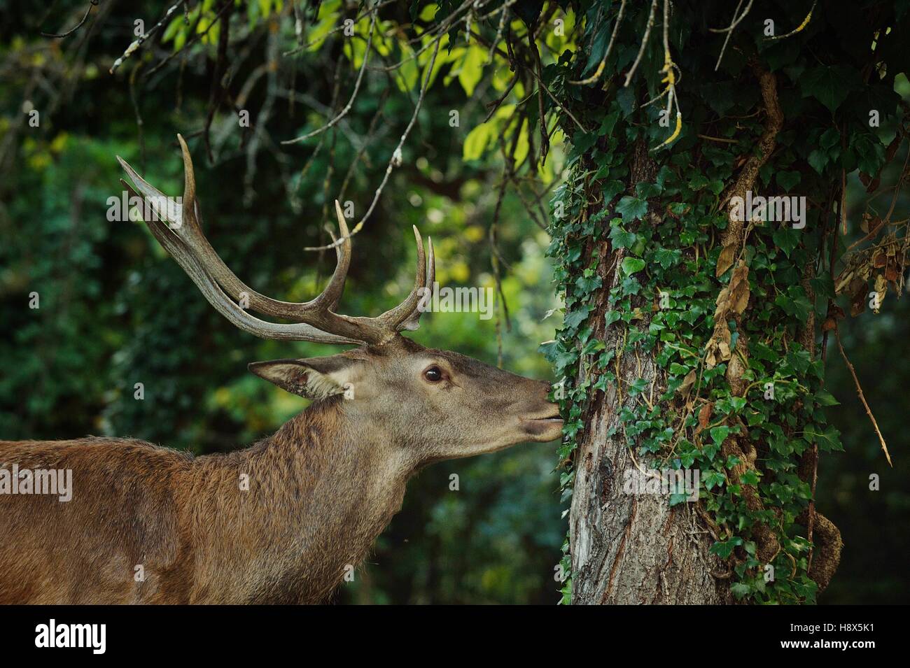 Red deer (Cervus elaphus), Italy Stock Photo - Alamy