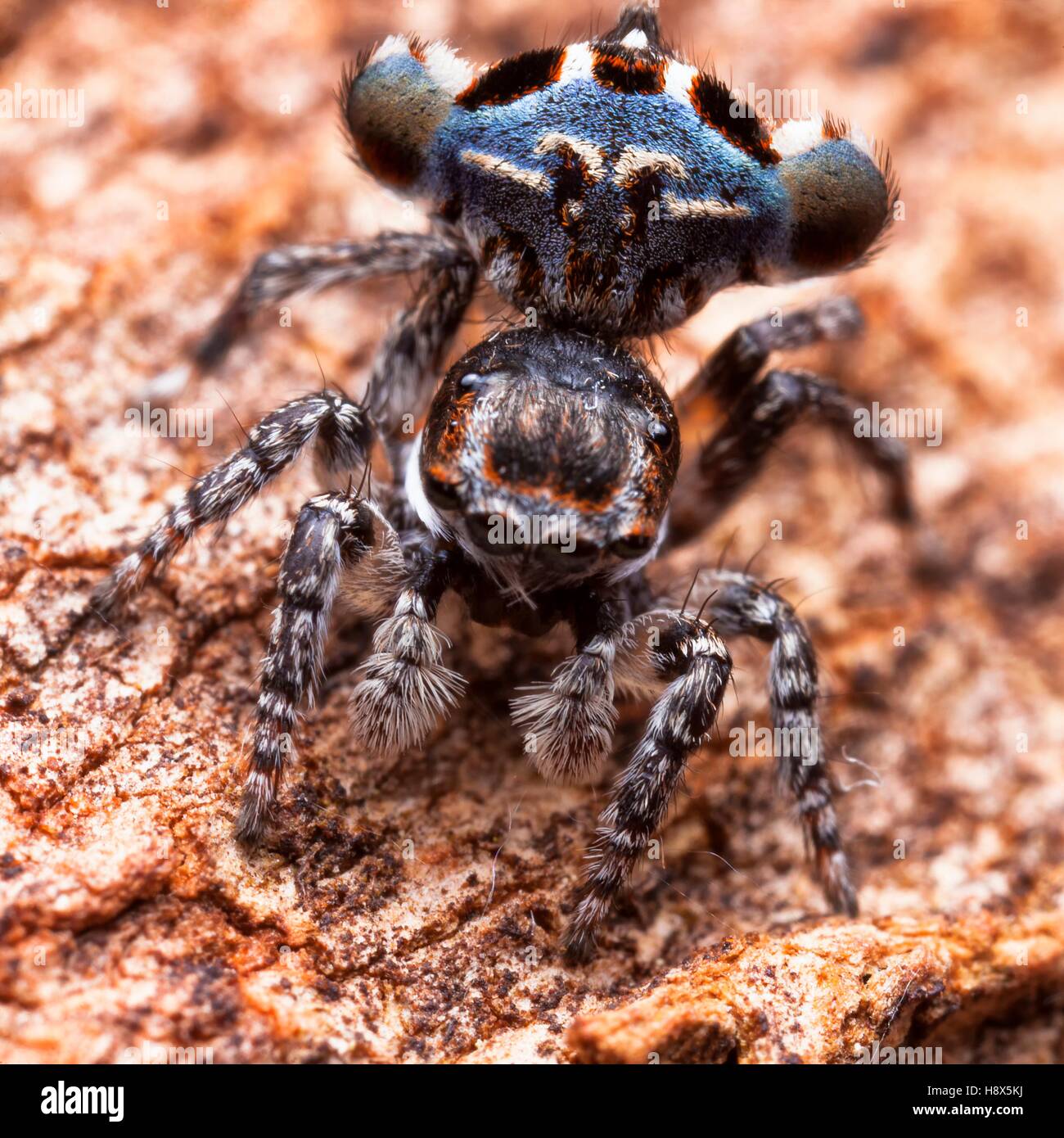 Male Peacok jumping spider (Maratus sp), Australia Stock Photo - Alamy