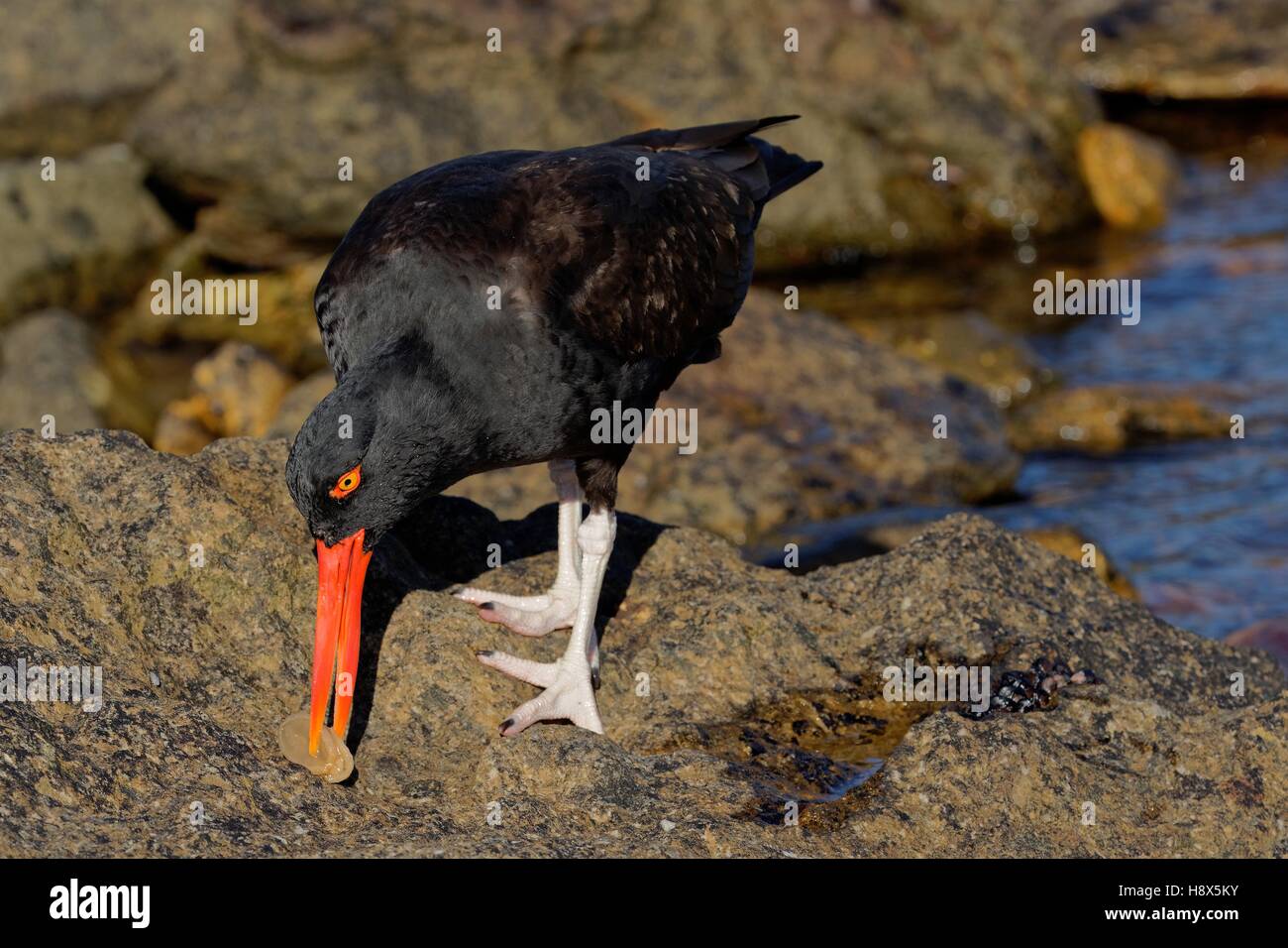Black Oystercatcher (Haematopus ater) dissecting a shell, Carcass ...