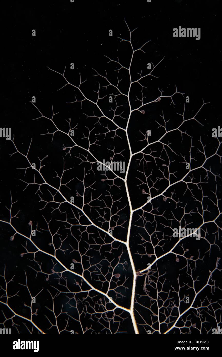Detail Basket Star (Astroboa nuda) , South Laguna , Straits of Tiran ...
