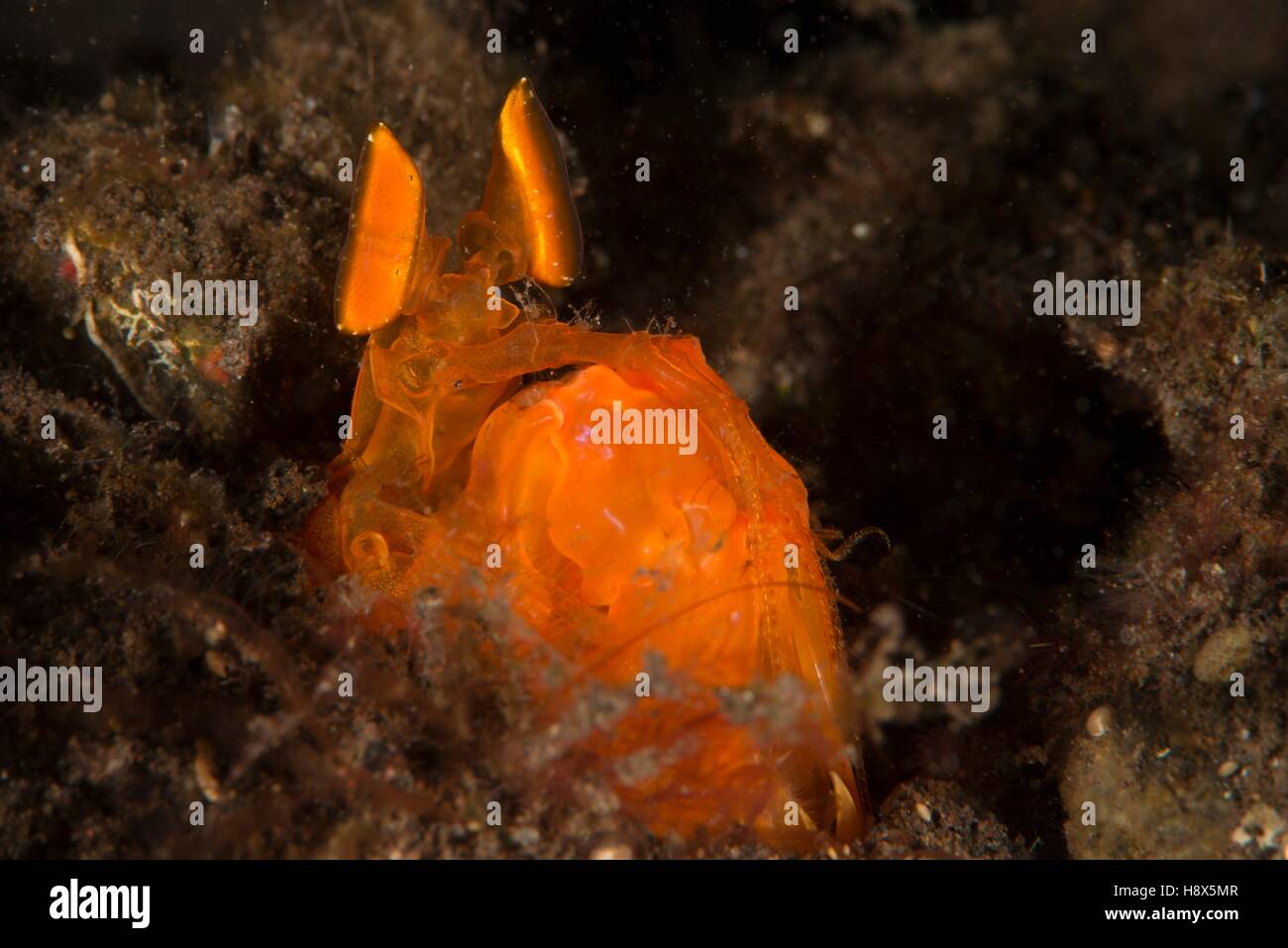Mantis Shrimp Gonodactylaceus Glabrous High Resolution Stock Photography and Images - Alamy