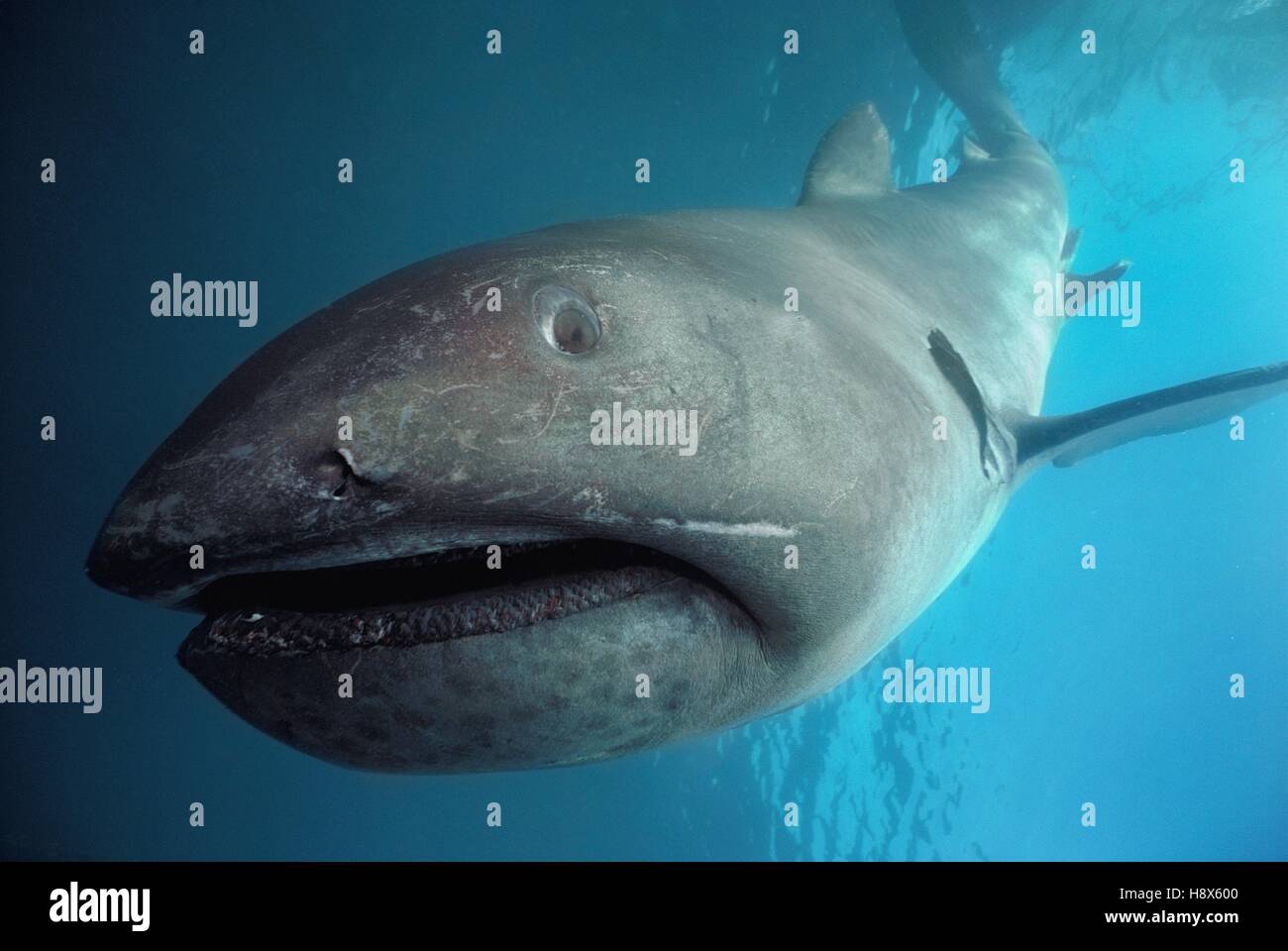 Megamouth Shark (Megachasma pelagios) dives toward bottom, California ...