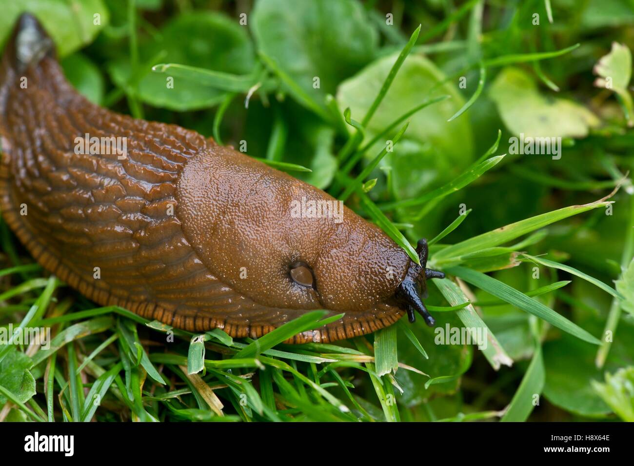 Spanish slug (Arion lusitanicus). Denmark in August Stock Photo - Alamy