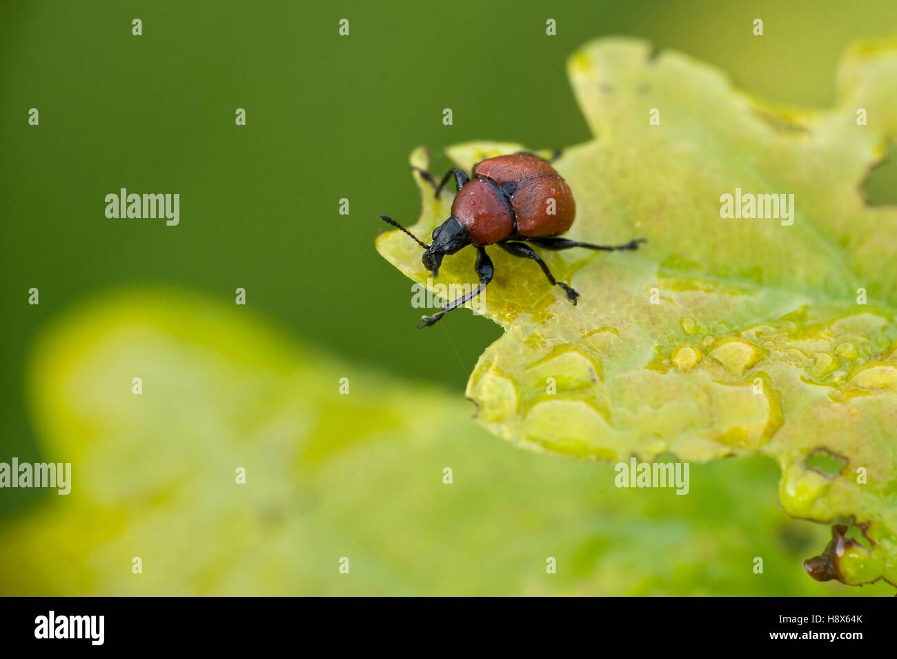 Oak leaf-roller weevil (Attelabus nitens) on Oak leaf. Molslaboratoriet ...