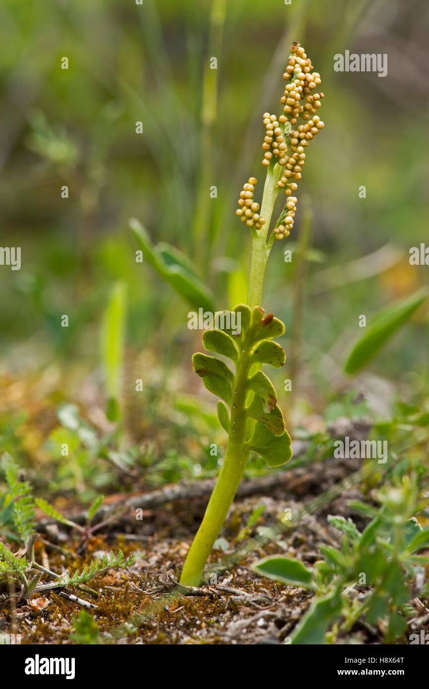 Moonwort (Botrychium lunaria). Melby Overdrev, Denmark in June Stock ...