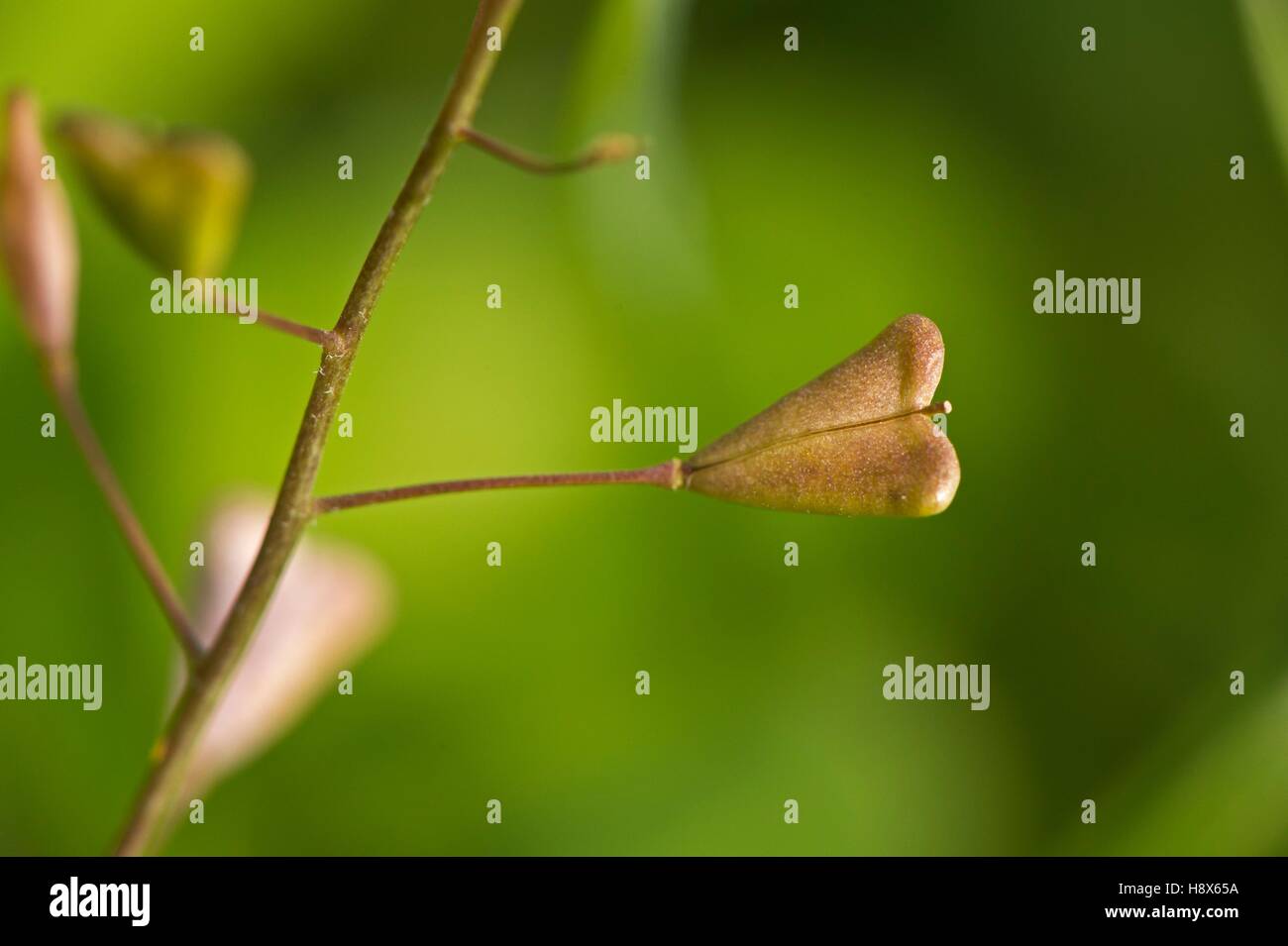 Shepherd´s Purse (Capsella bursa-pastoris) seed. Vrangeskov, Denmark in ...