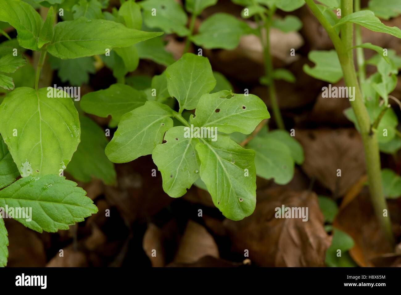 Large Bitter-Cress (Cardamine amara). Allindelille Fredskov, Denmark in ...