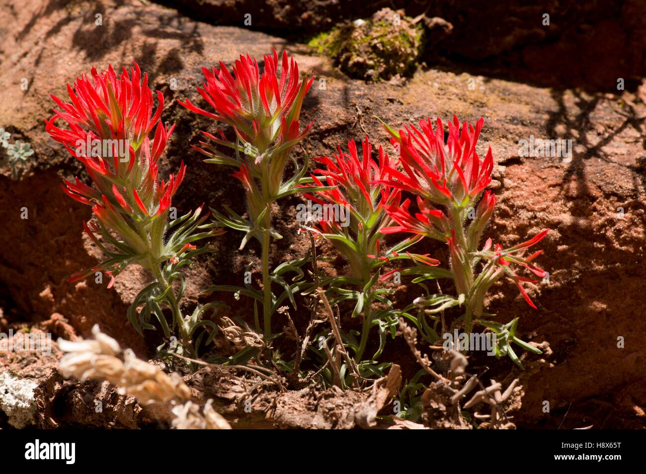 Desert paintbrush (Castilleja chromosa). Zion National Park, Utah, USA ...