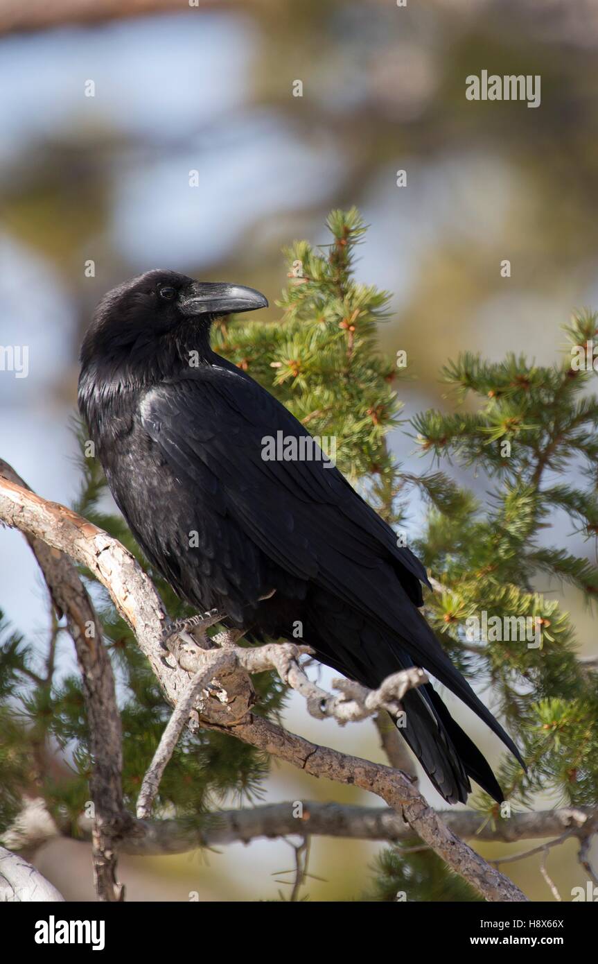 Common Raven (Corvus corax). Swamp Canyon, Bryce Canyon National Park ...