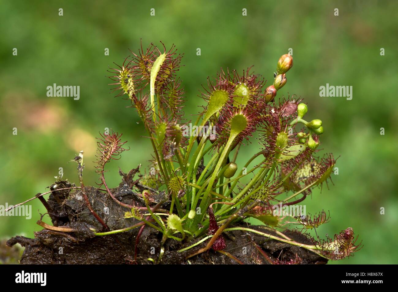 Long-leaved Sundew (Drosera intermedia). Tuvesjön, Hornsborg, Småland ...