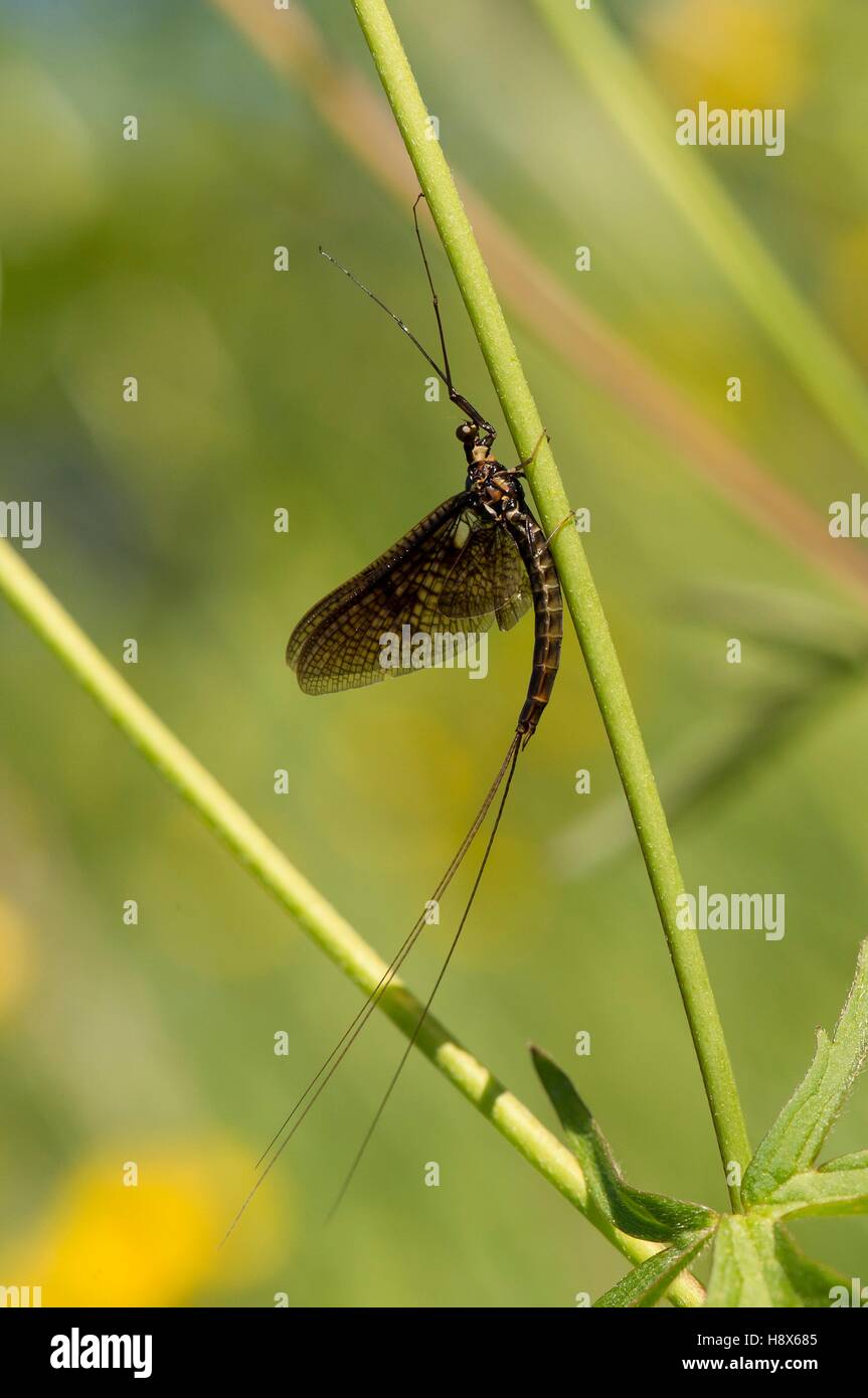 Mayfly (Ephemera vulgata). Aboda, Sweden in June Stock Photo - Alamy