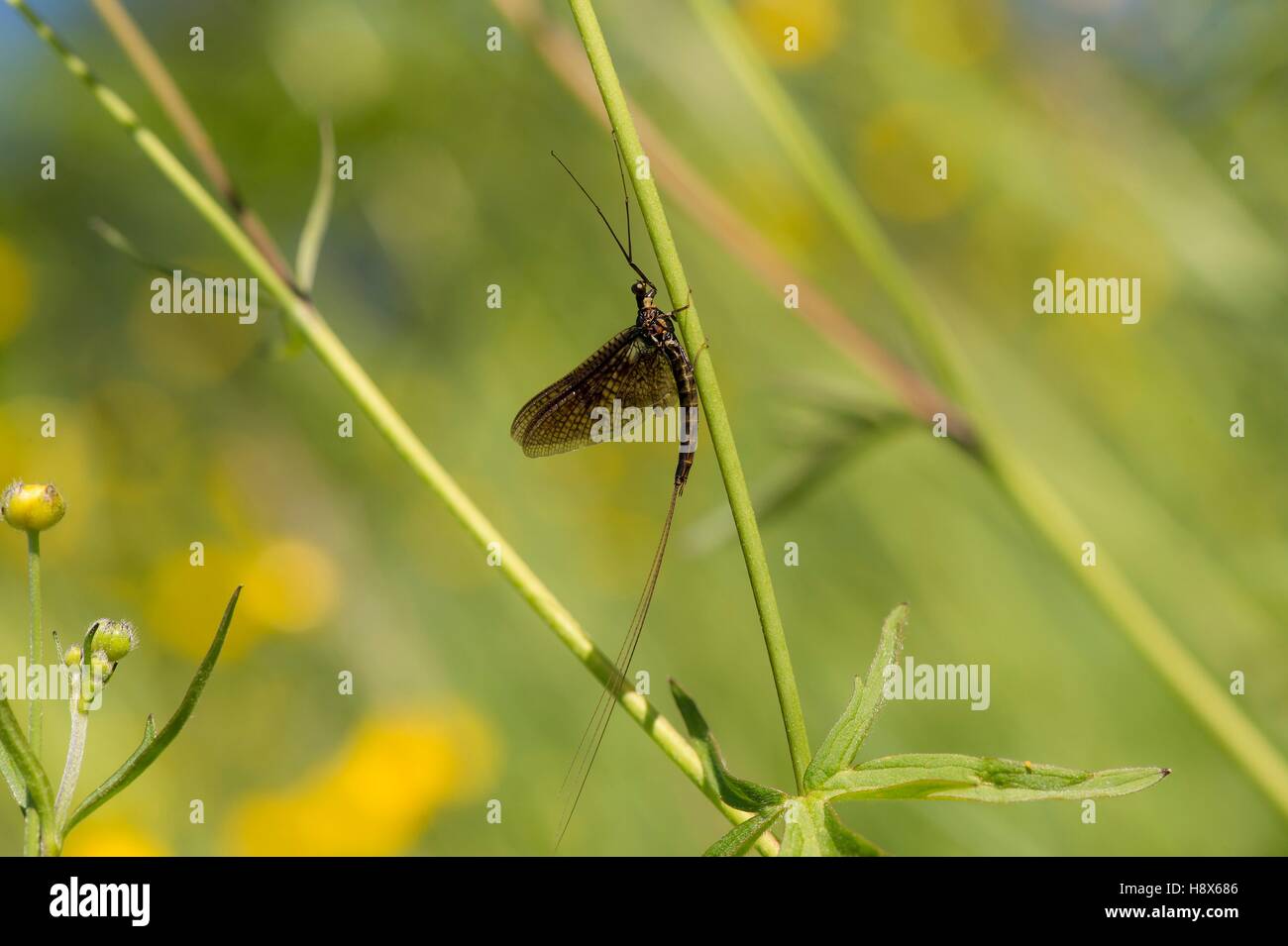 Mayfly (Ephemera vulgata). Aboda, Sweden in June Stock Photo - Alamy