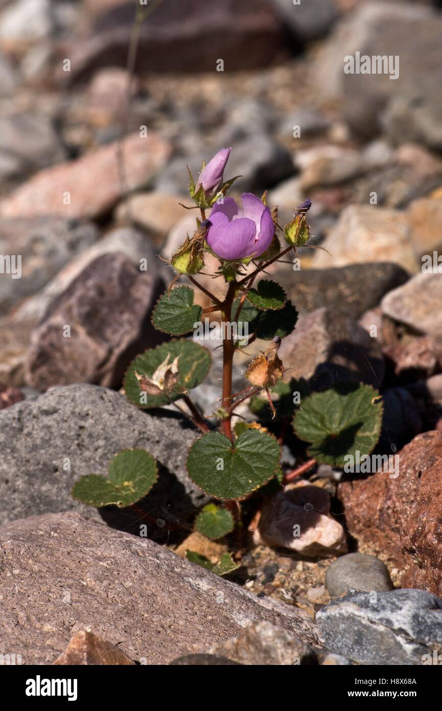 Desert Five Spot ( Eremalche rotundifolia). California Death Valley ...