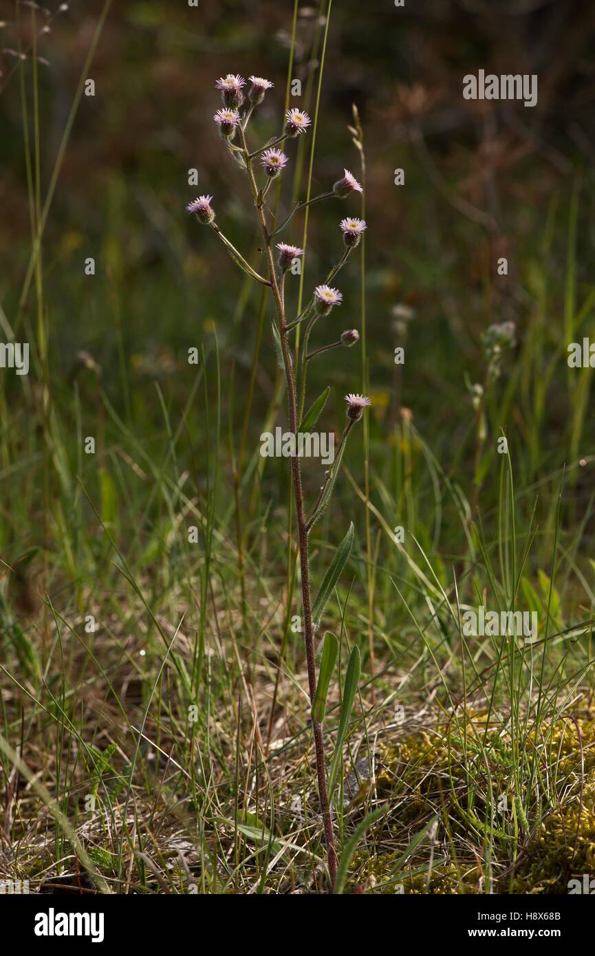 Blue Fleabane (Erigeron acer). Melby Overdrev, Denmark in June Stock ...