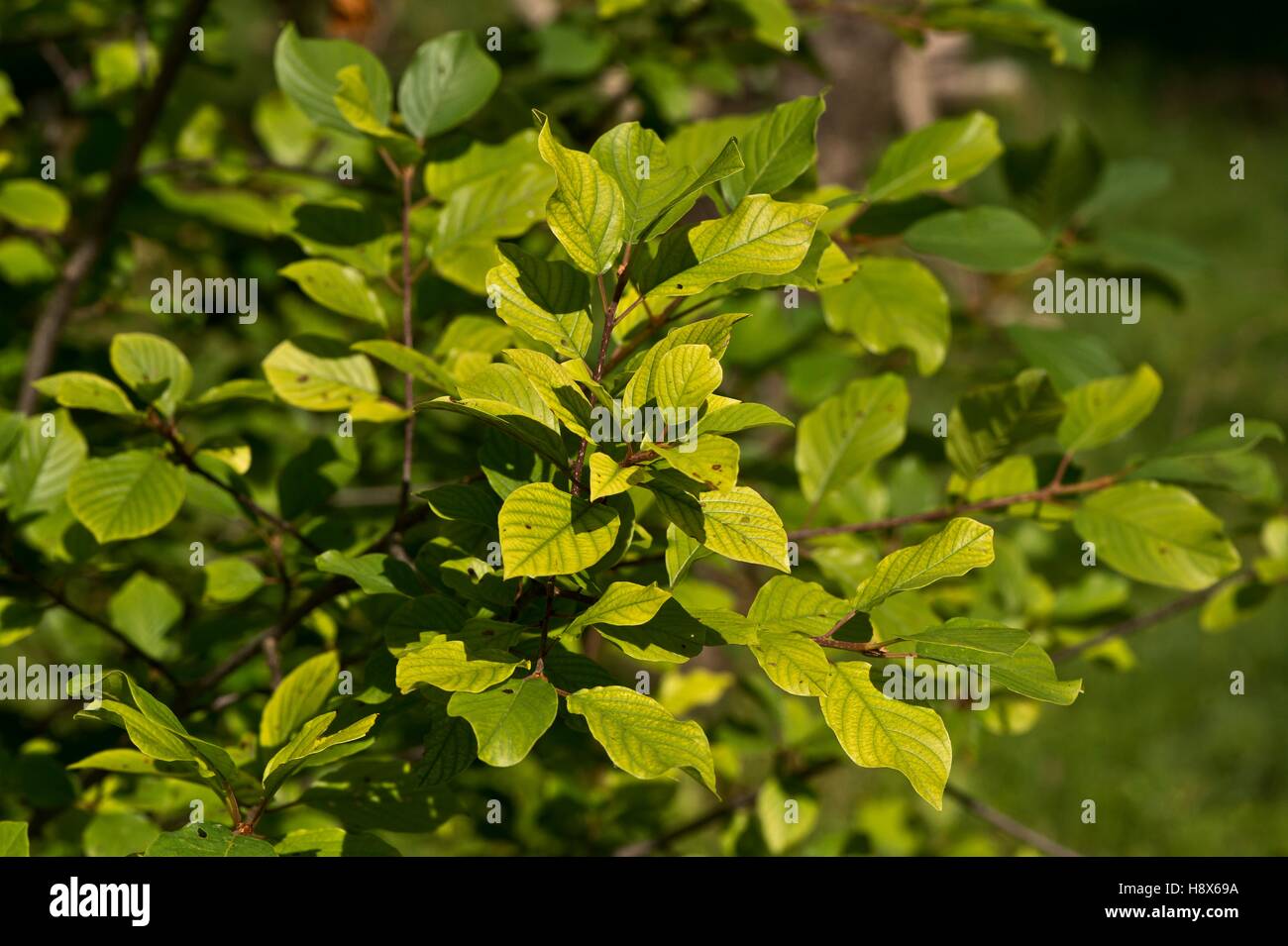 Alder buckthorn frangula alnus leaves hi-res stock photography and ...