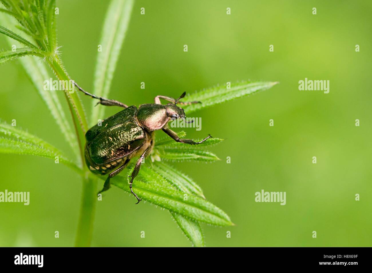 Noble chafer (Gnorimus nobilis). Allindelille Fredskov, Denmark in June ...