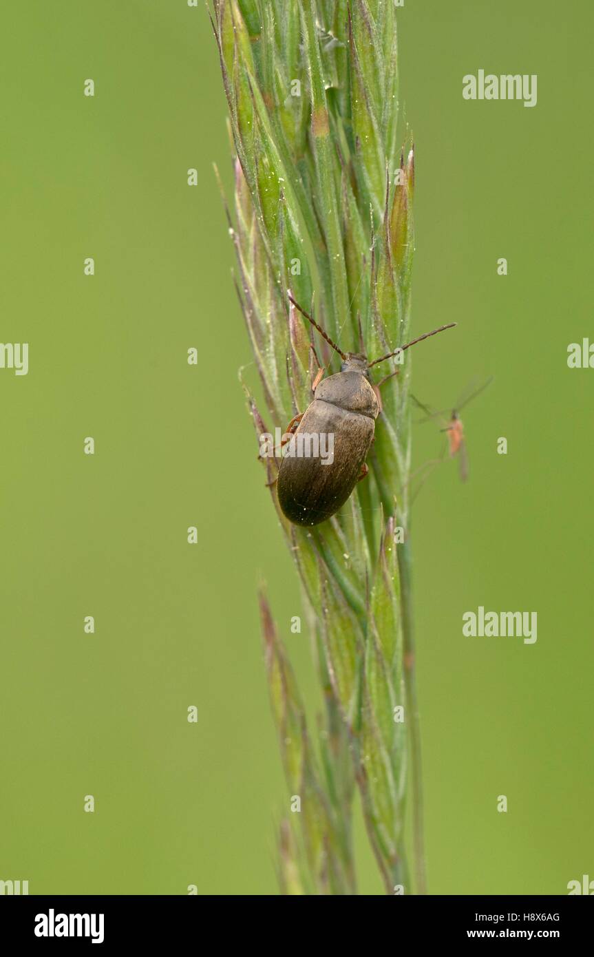 Beetle (Isomira thoracica) on a straw. Molslaboratoriet, Denmark in ...