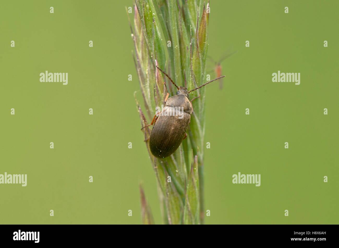 Beetle (Isomira thoracica) on a straw. Molslaboratoriet, Denmark in ...