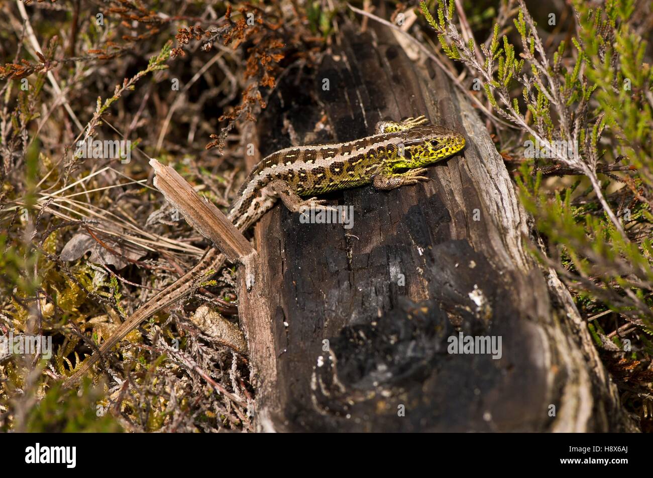 Sand Lizard (Lacerta agilis). Melby Overdrev, Denmark in May Stock ...