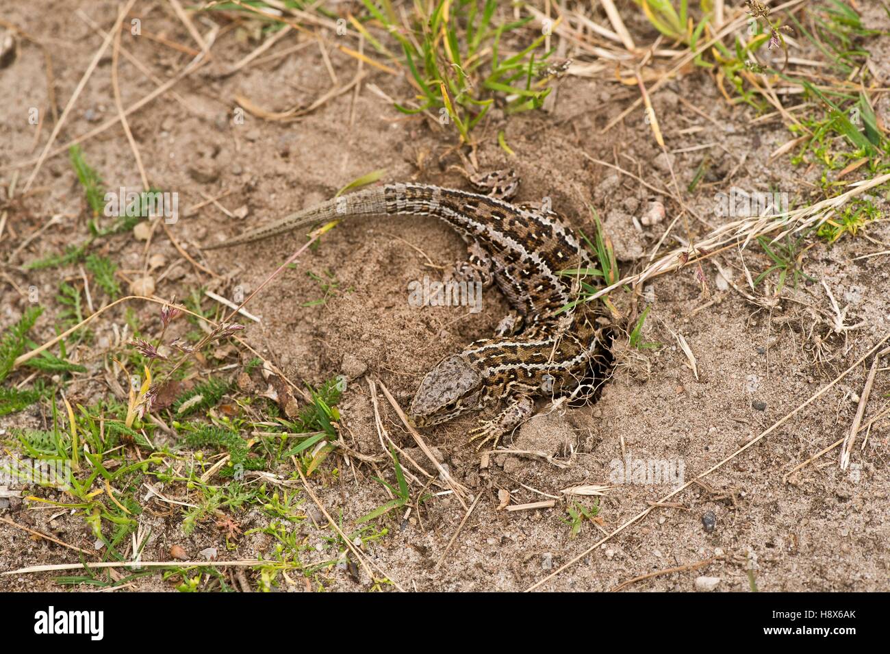 Sand Lizard (Lacerta agilis). Laying eggs. Molslaboratoriet, Denmark in ...