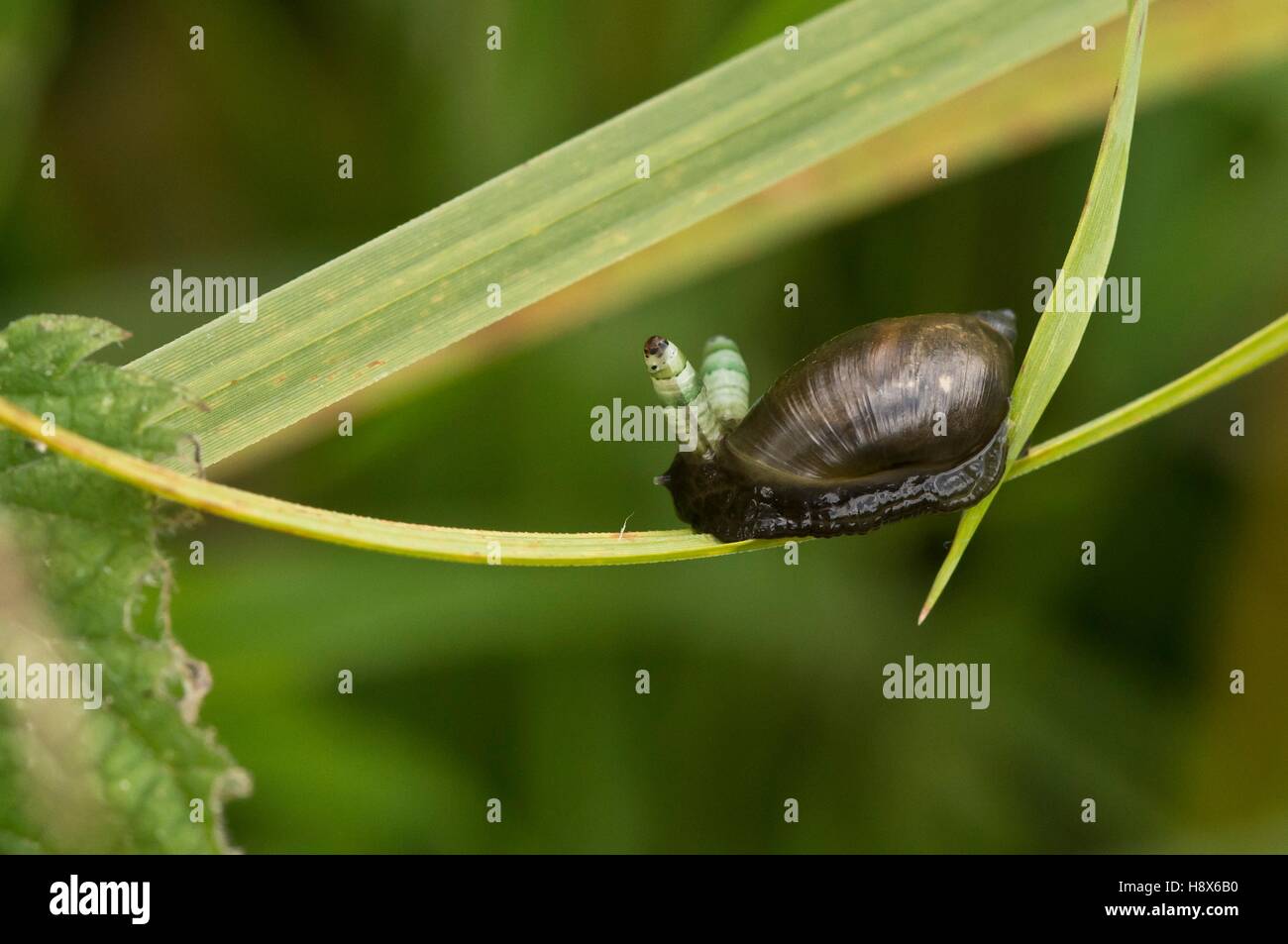 Leucochloridium Paradoxum Broodsac