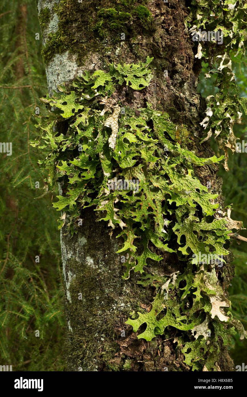 Lung tree hi-res stock photography and images - Alamy