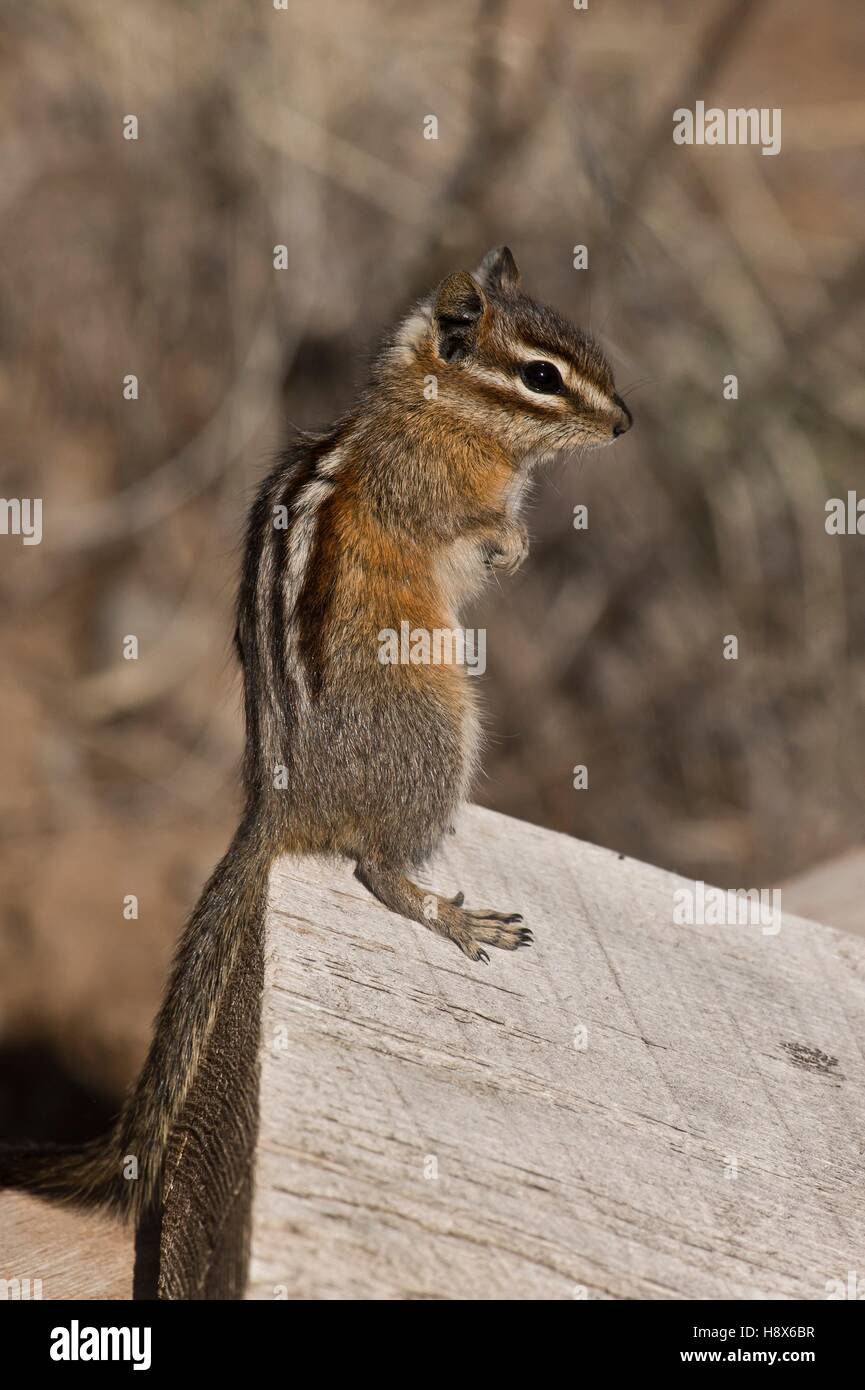 Chipmunk (Neotamias sp.). Near Panguitch, Utah, USA Stock Photo - Alamy