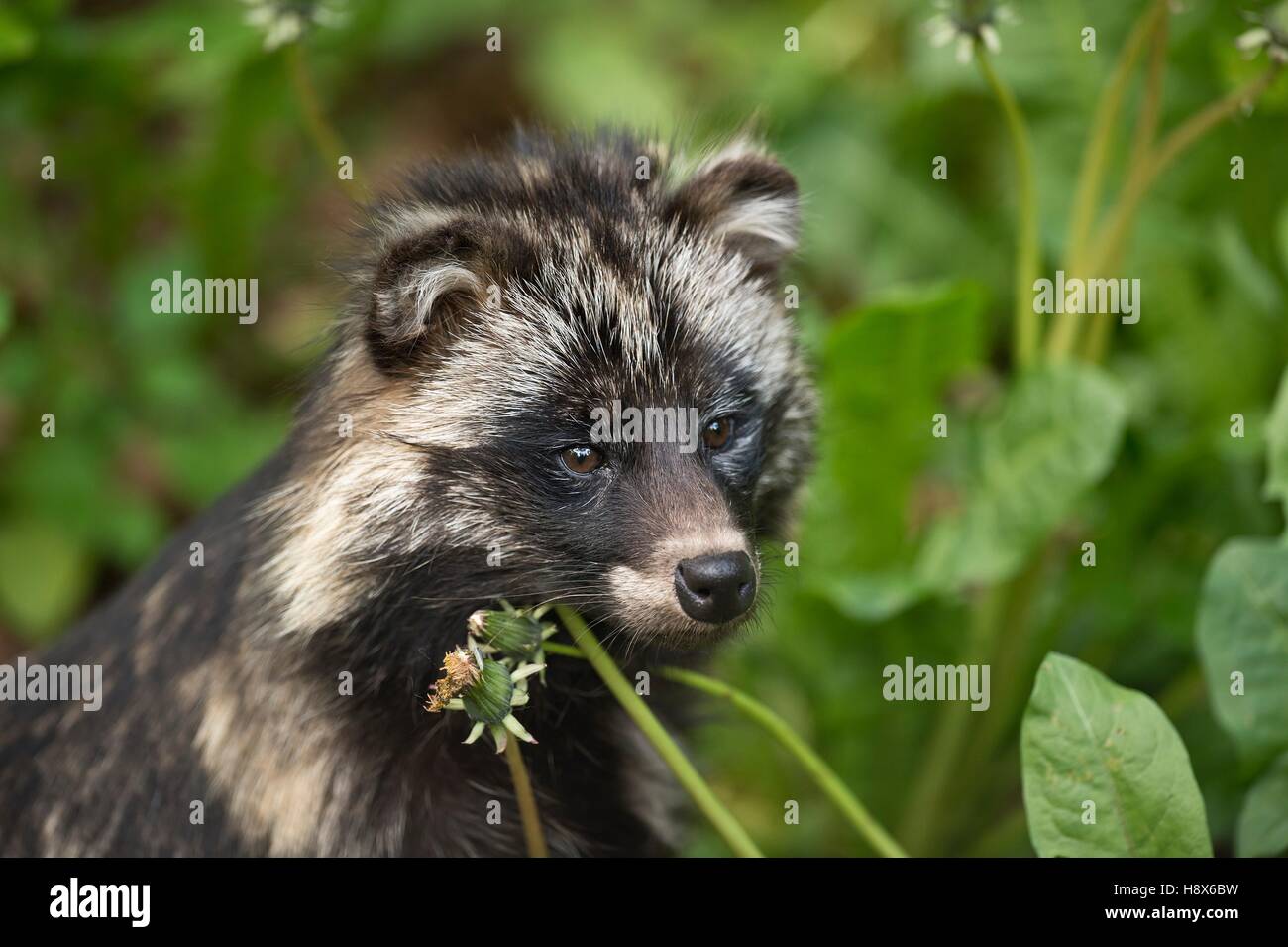 Raccoon Dog (Nyctereutes procyonoides). Skånes Dyrepark, Sweden. In ...