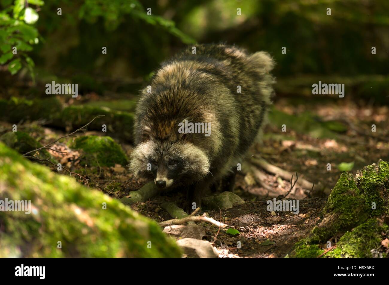 Raccoon Dog (Nyctereutes procyonoides). Skånes Dyrepark, Sweden. In ...