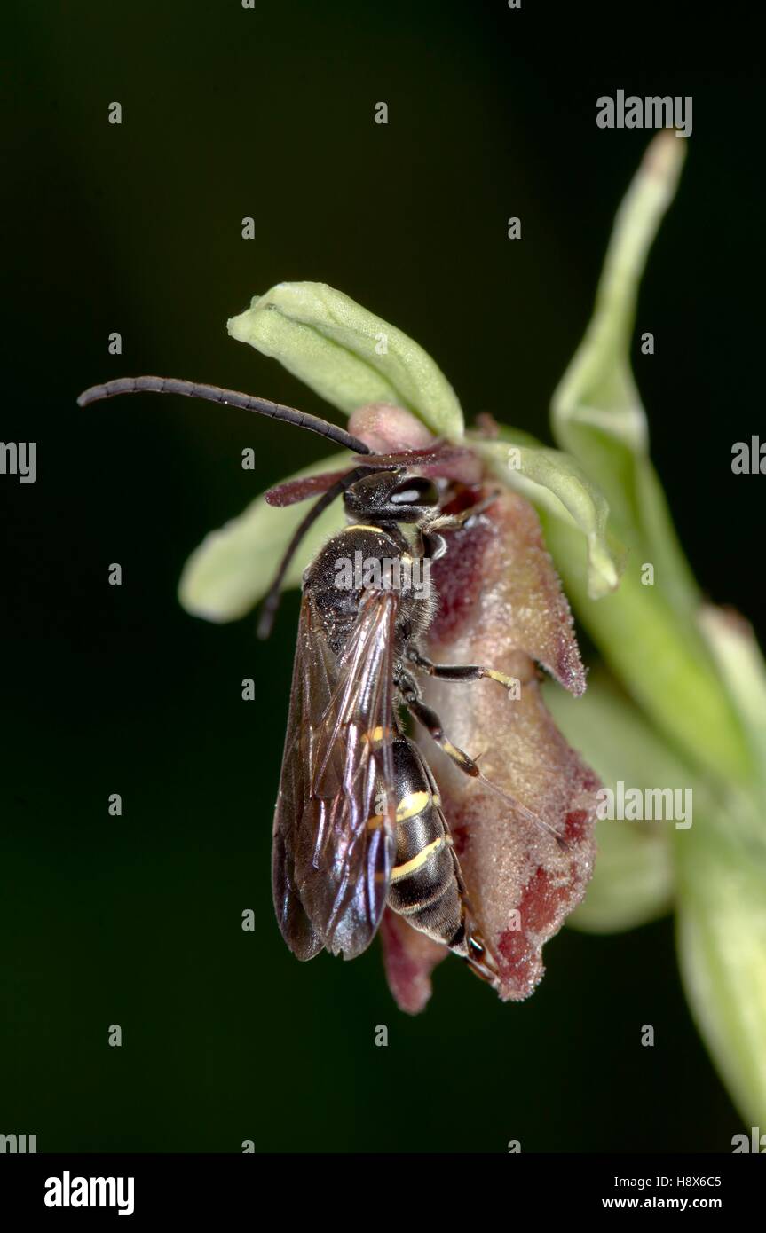 Fly Orchid (Ophrys insectifera) pollinated by Argogorytes mystaceus ...